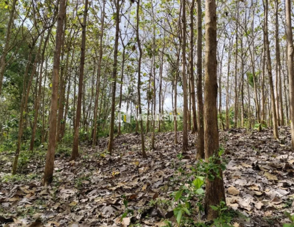 Tanah dengan 500 Pohon Jati di Suruhwadang, Kademangan Blitar ...